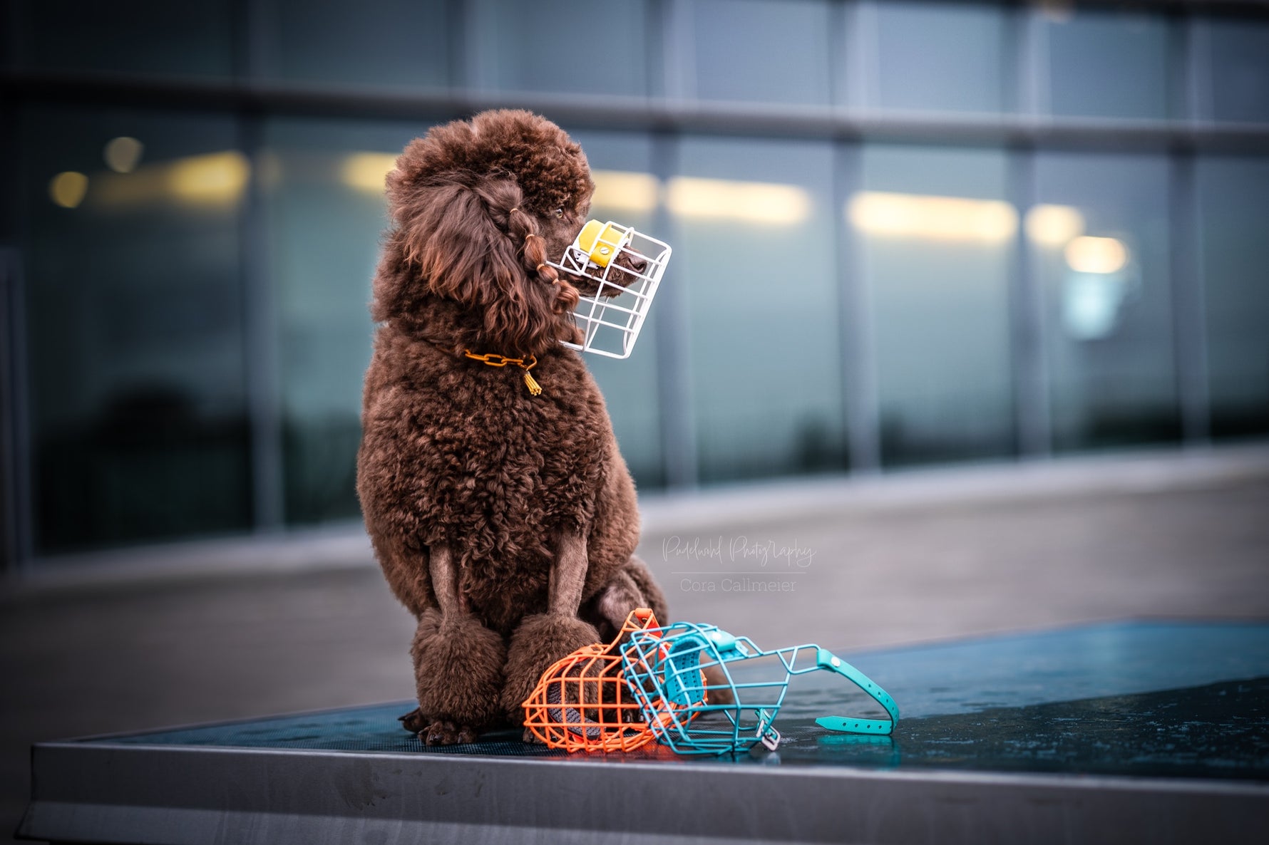 Eastside Chains - Maulkorbberatung & Maulkorbmodifizierung – Eastside Chains- Maulkorbberatung ...